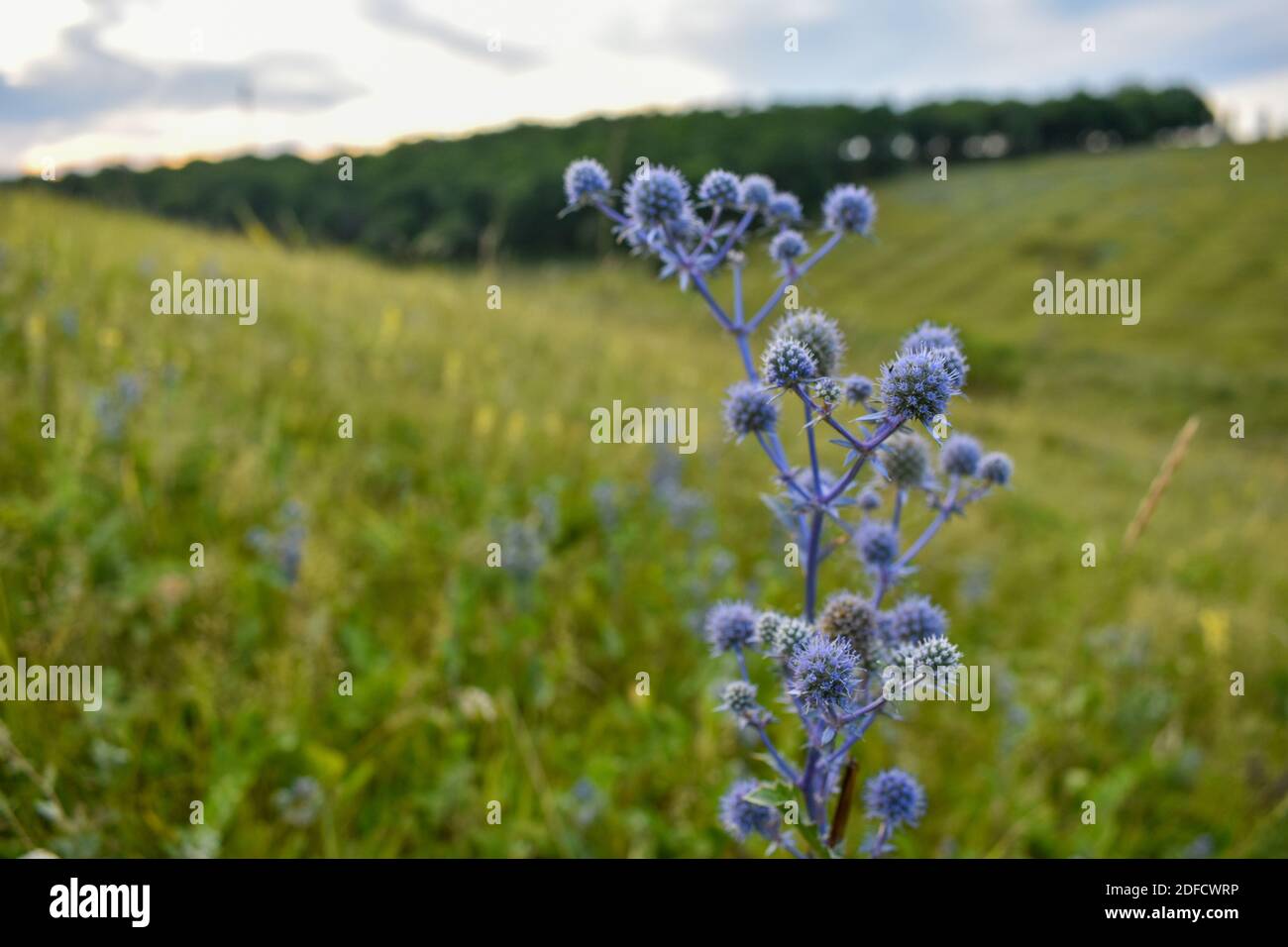 Blue thorn hi-res stock photography and images - Alamy