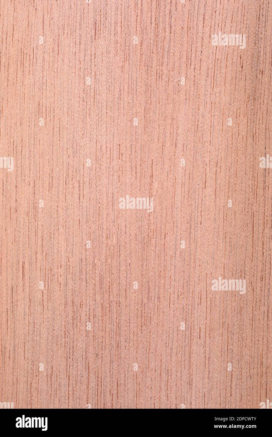 OKOUME, AUCOUMEA KLAINEANA Stock Photo - Alamy