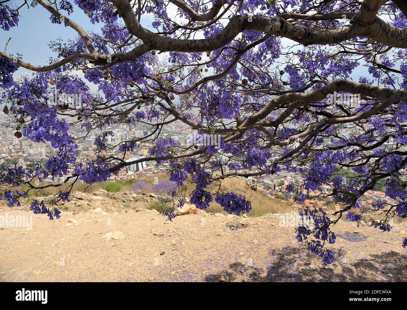 Flowering trees, Cochabamba, Bolivia Stock Photo - Alamy