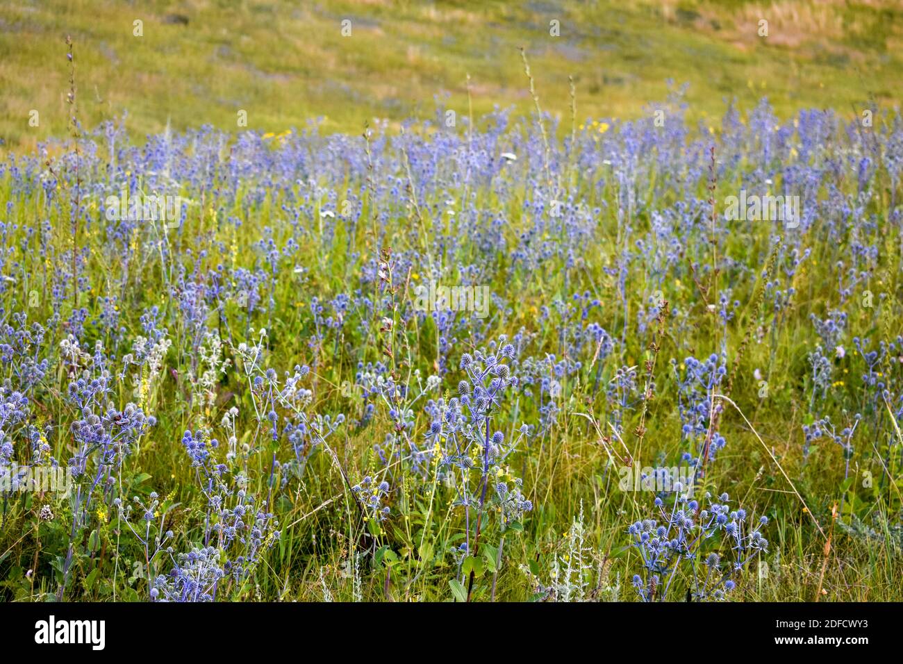Bright bloom of field grass Stock Photo - Alamy