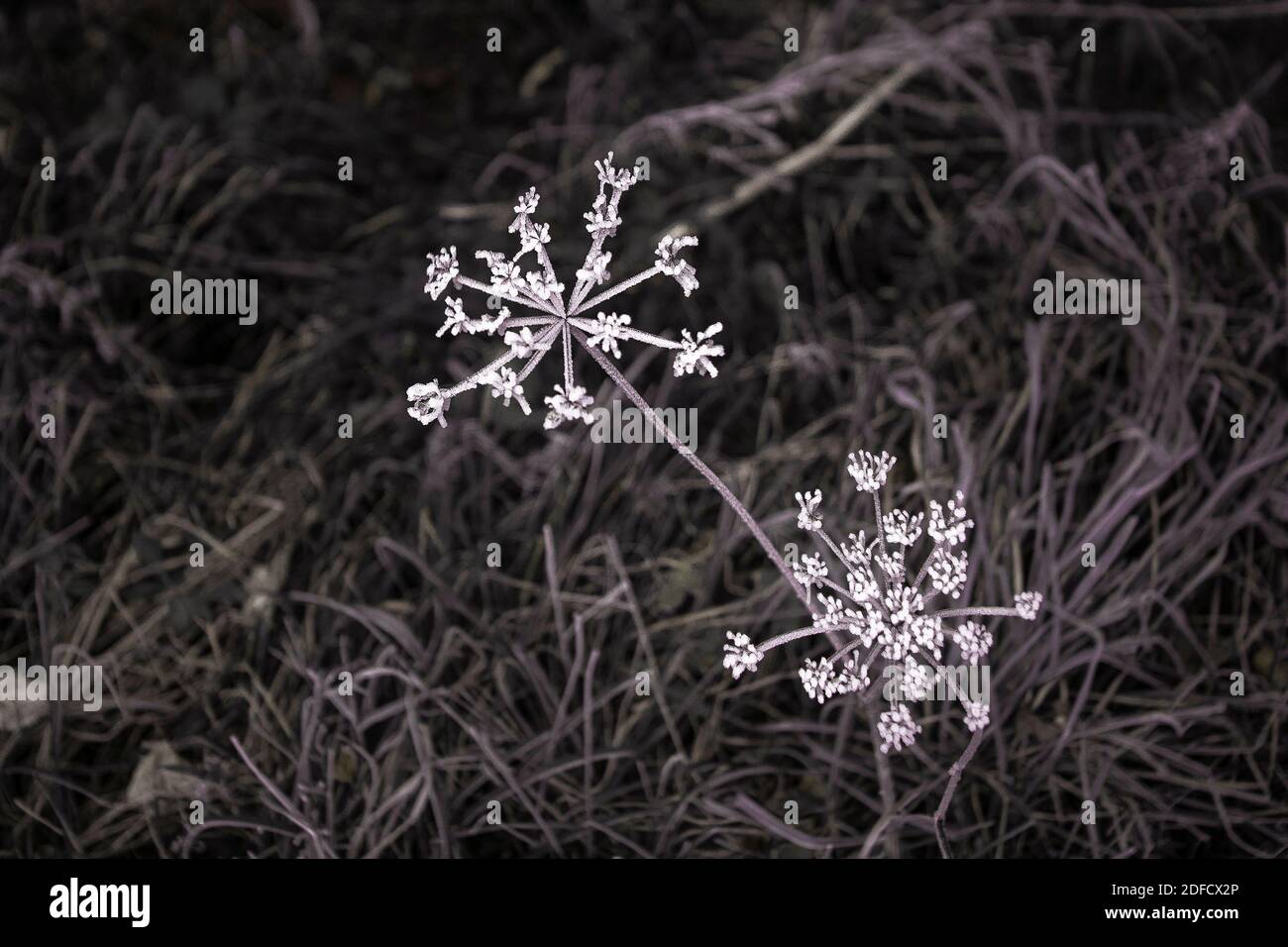 Dry angelica flowers covered with hoar frost close-up, floral autumn ...
