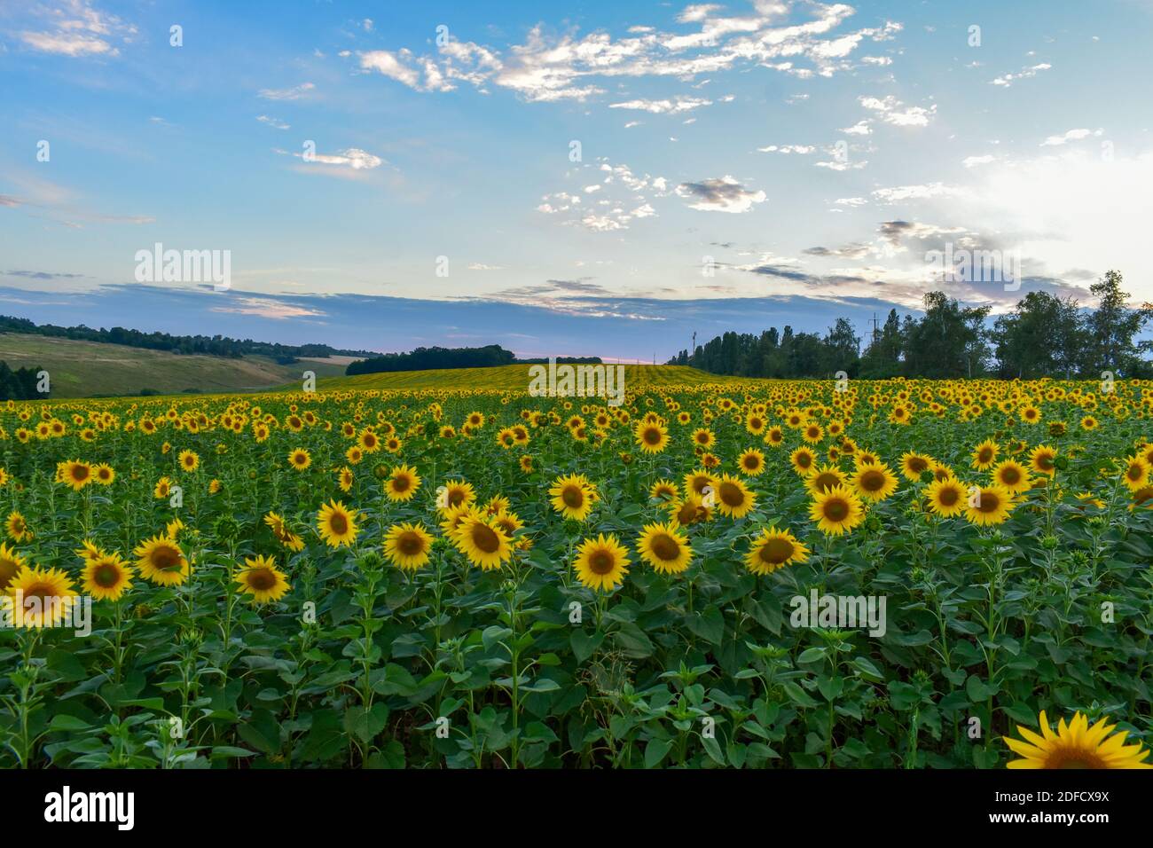 Beautiful sunflower field at sunset in europe Stock Photo - Alamy