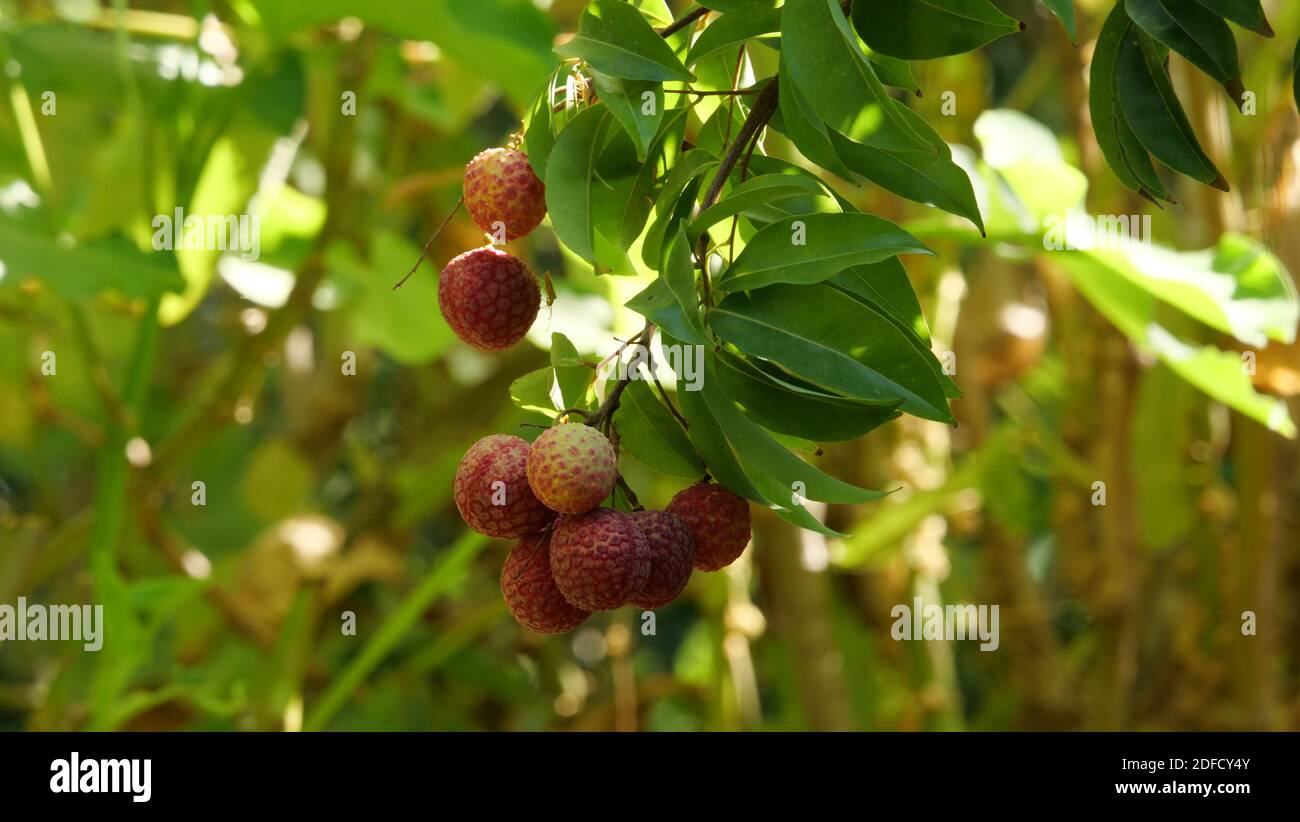 Closeup shot lychee tree hi-res stock photography and images - Alamy