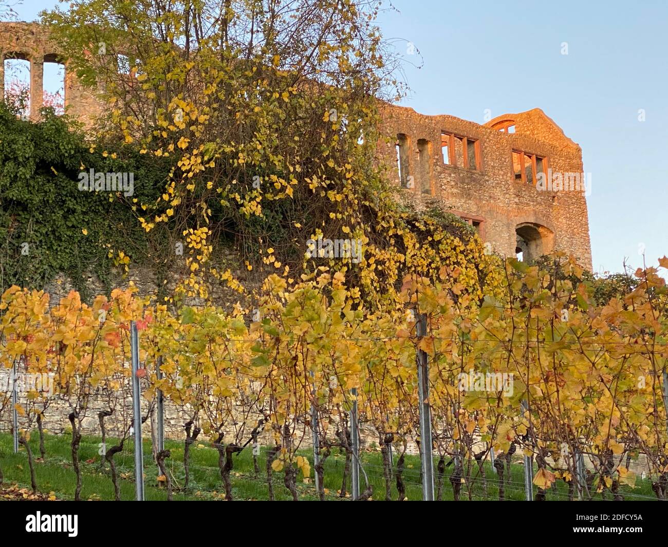 Landskron Castle Ruins And Vineyard In Oppenheim, Rheinhessen, Built ...