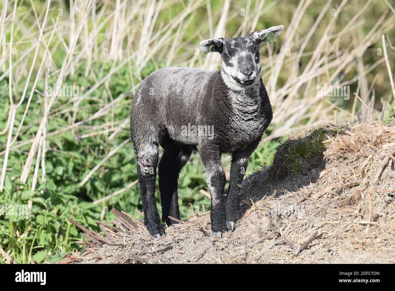 Colored ram lamb Stock Photo - Alamy