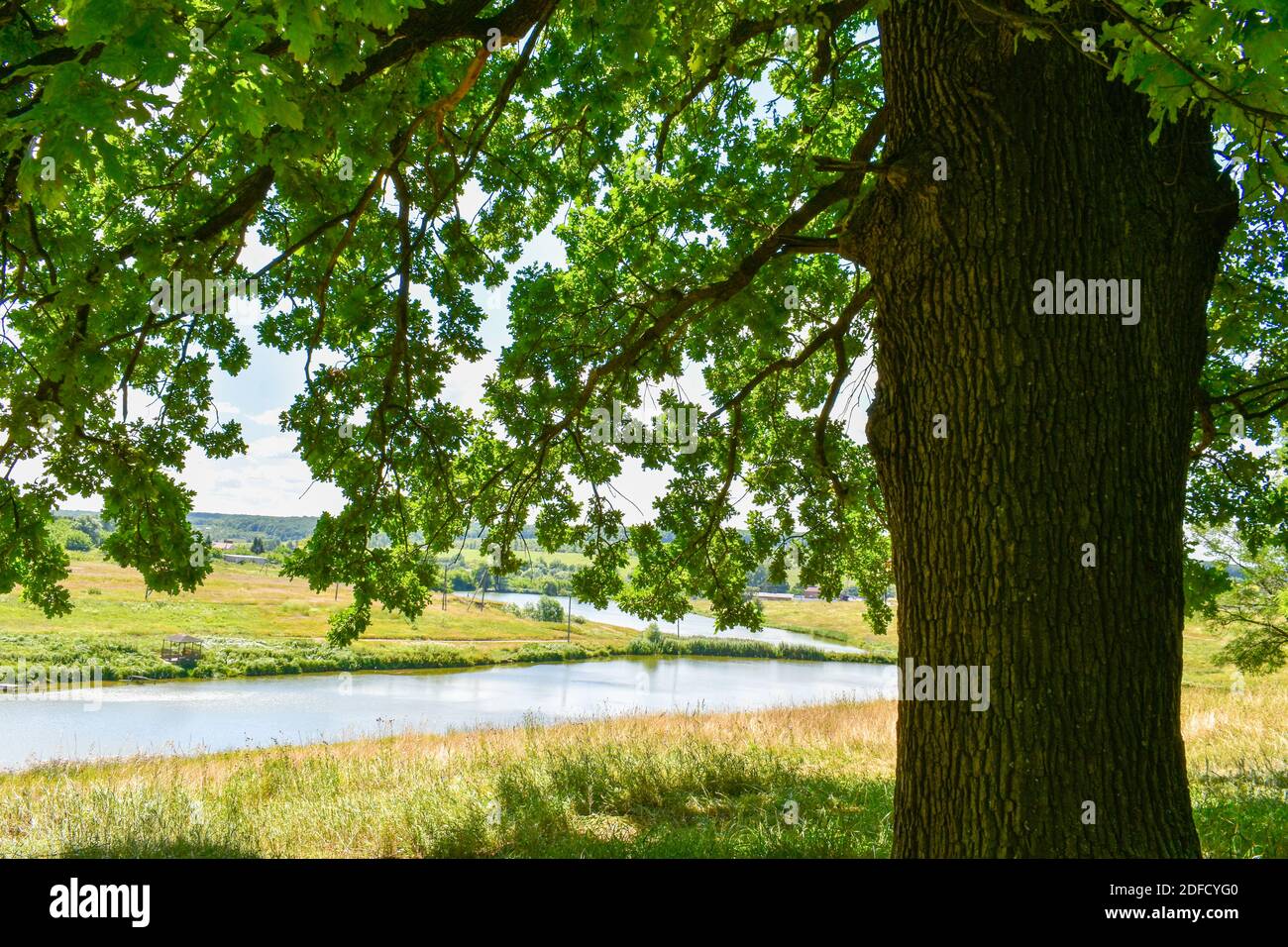 Big old oak tree over the lake Stock Photo - Alamy
