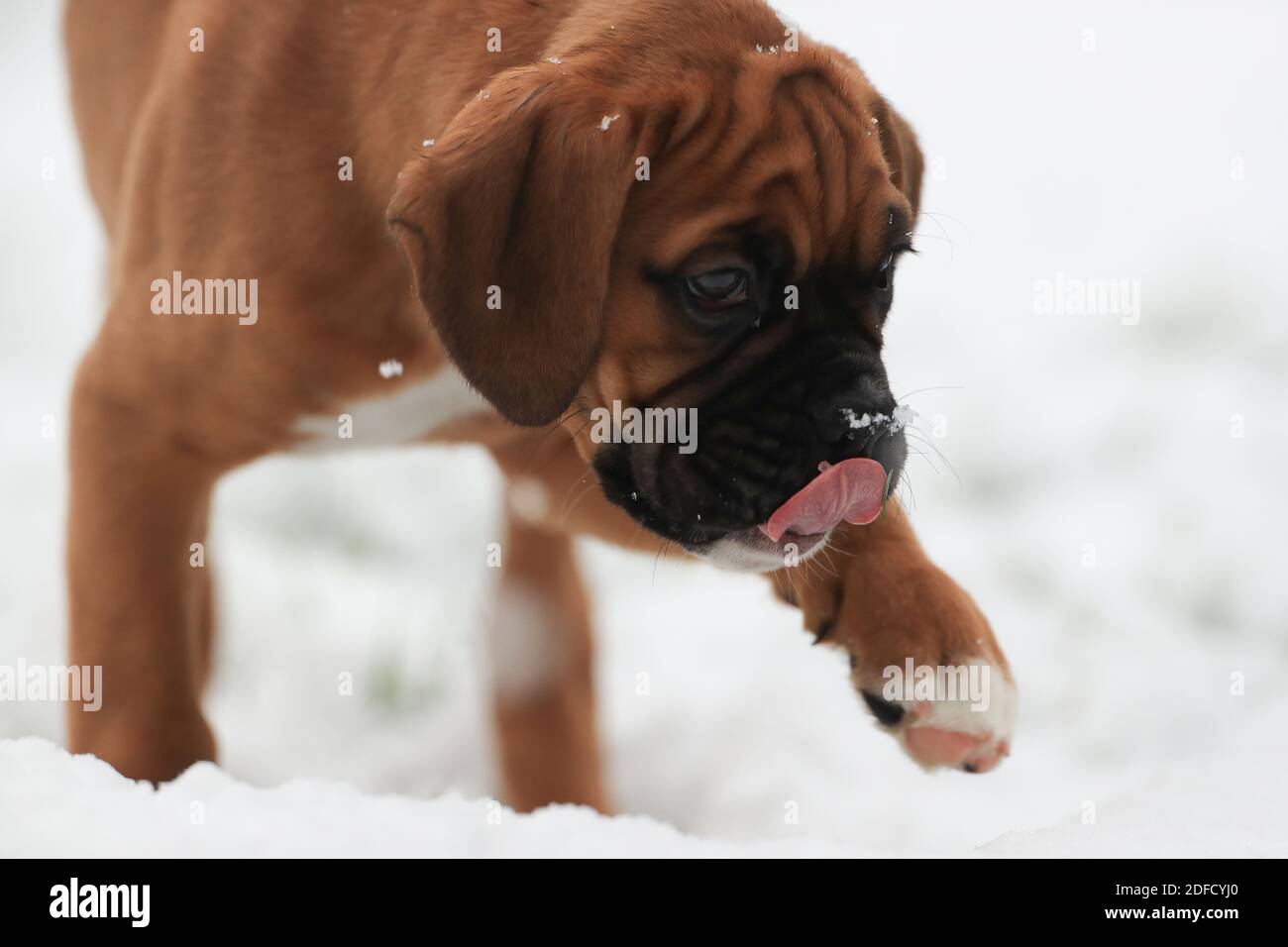 Dog first time in the snow hi-res stock photography and images - Alamy