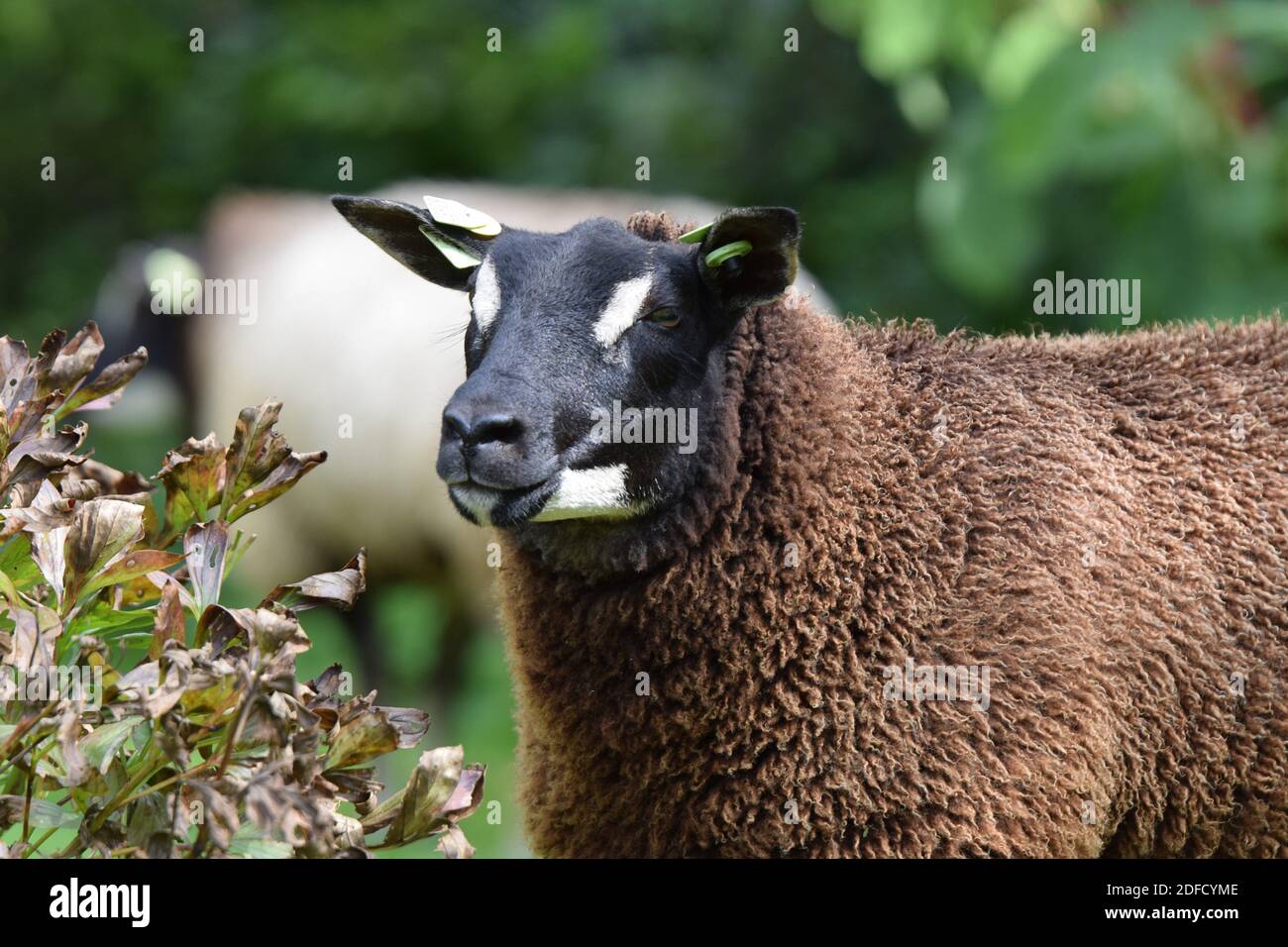 Badgerface texel lamb hi-res stock photography and images - Alamy