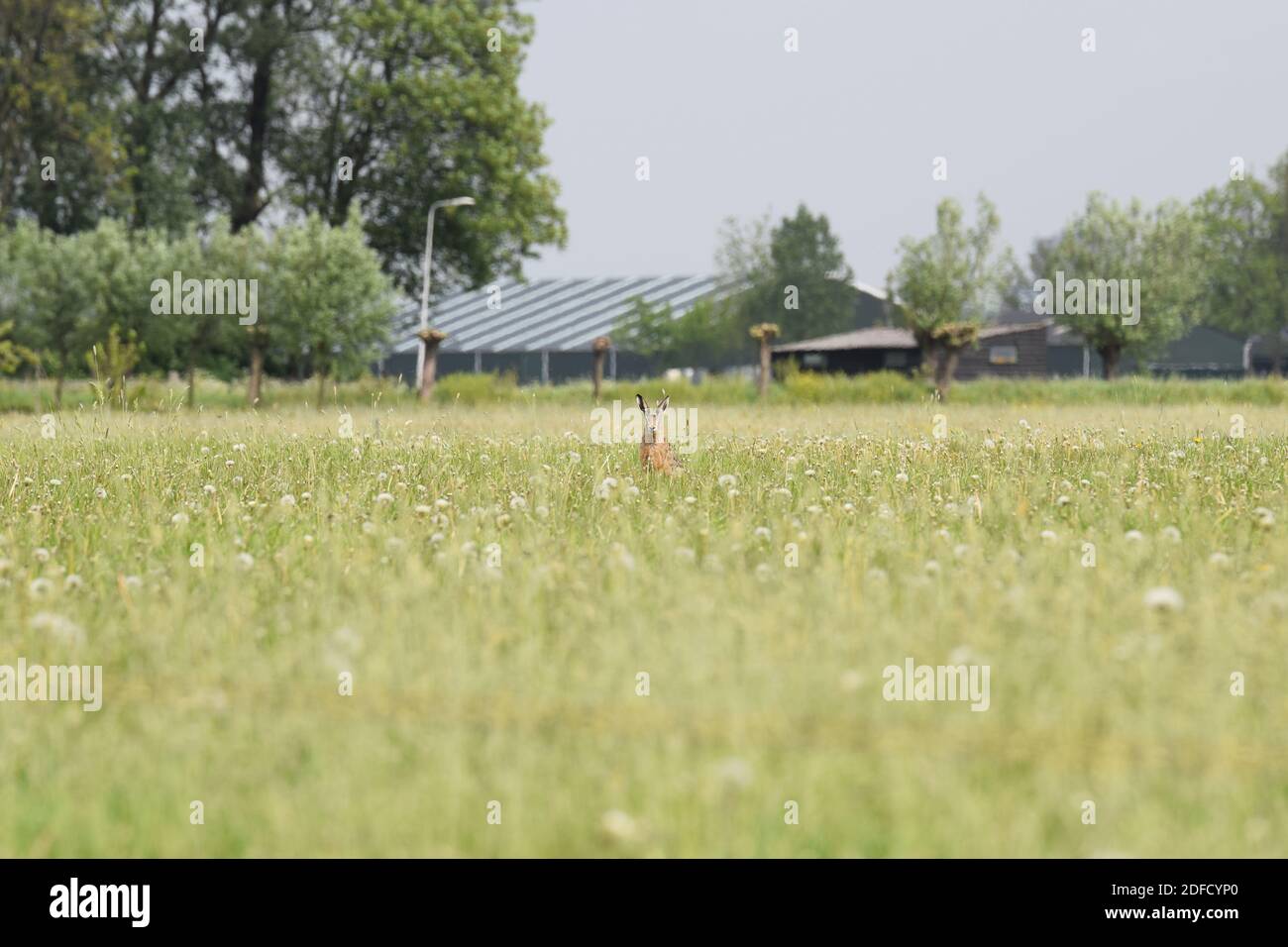 Hare in field hi-res stock photography and images - Alamy