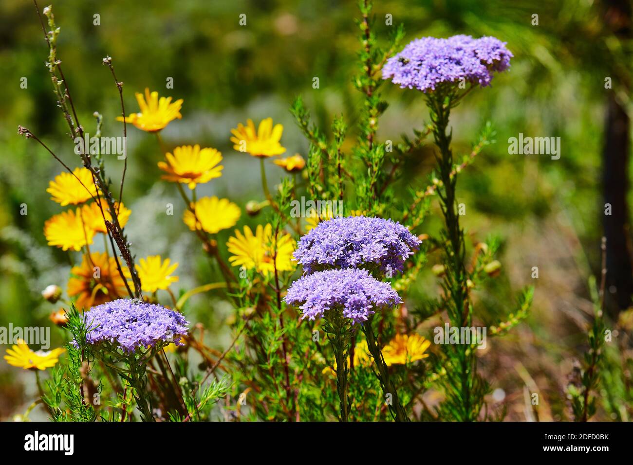 Purple Powderpuff and Fire Daisy in Jonkershoek Stock Photo - Alamy