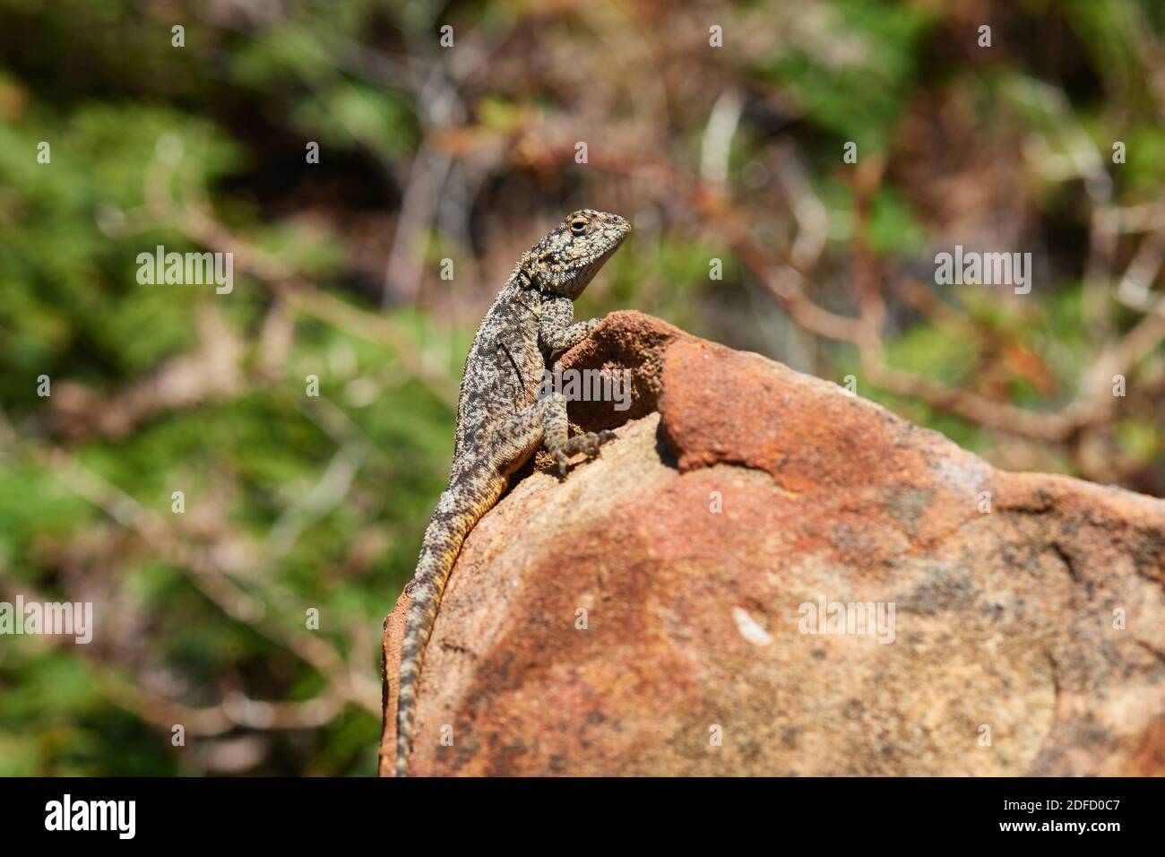 Cape Agama Lizard basking in sun in Jonkershoek Nature Reserve Stock ...