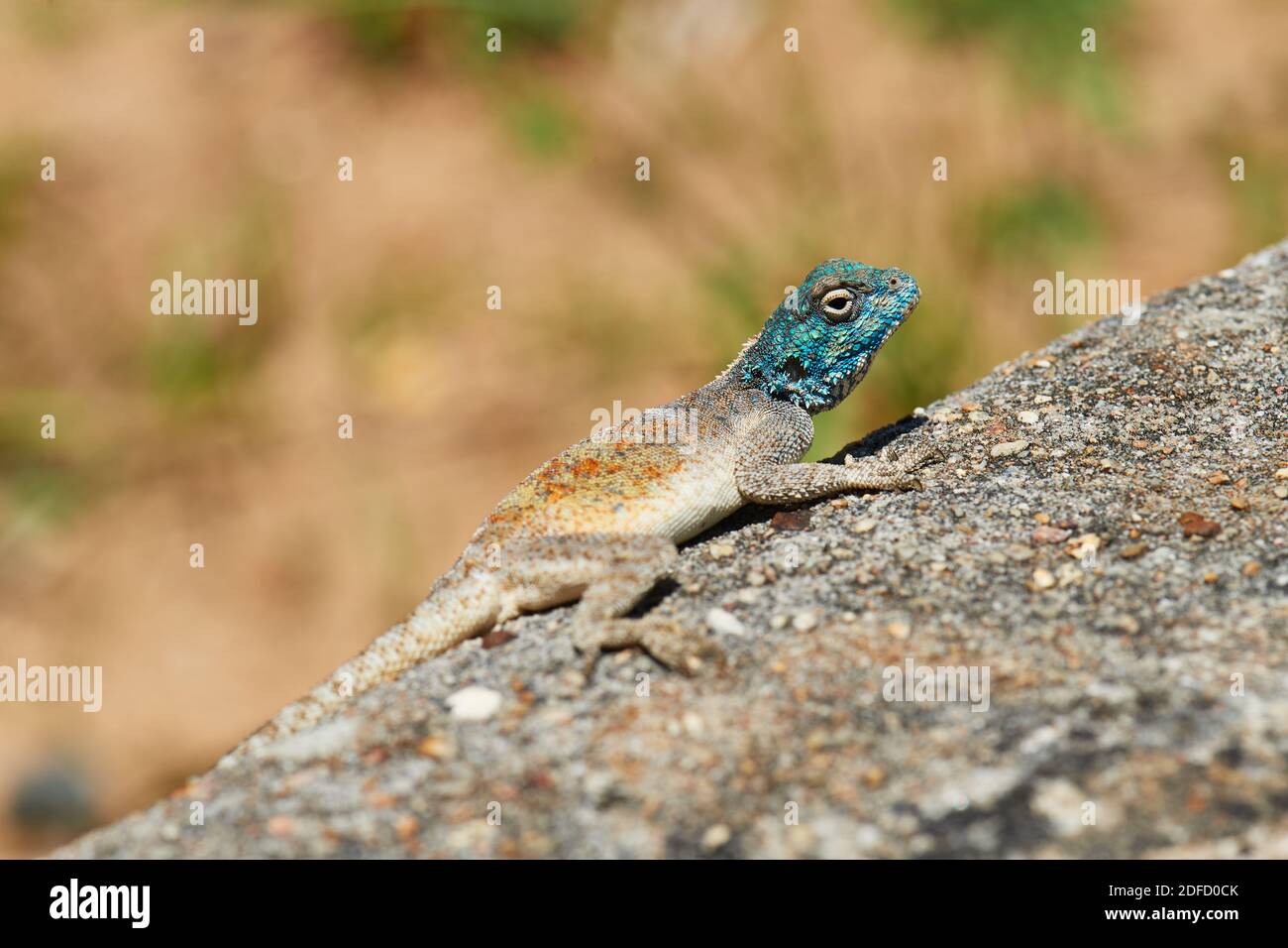 Cape Agama Lizard basking in sun in Jonkershoek Nature Reserve Stock ...