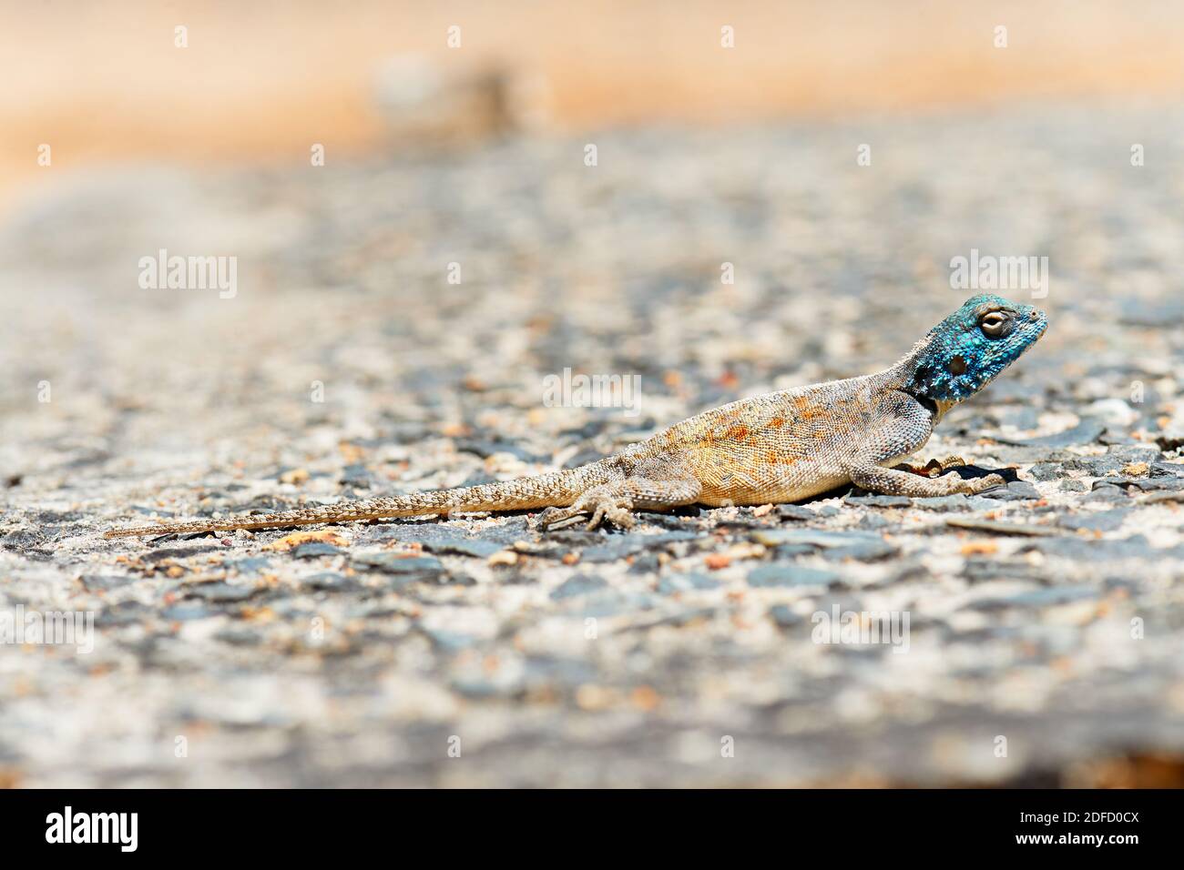 Cape Agama Lizard basking in sun in Jonkershoek Nature Reserve Stock ...