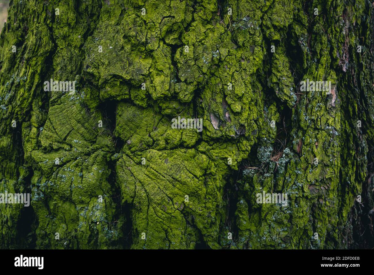 North side of tree hi-res stock photography and images - Alamy