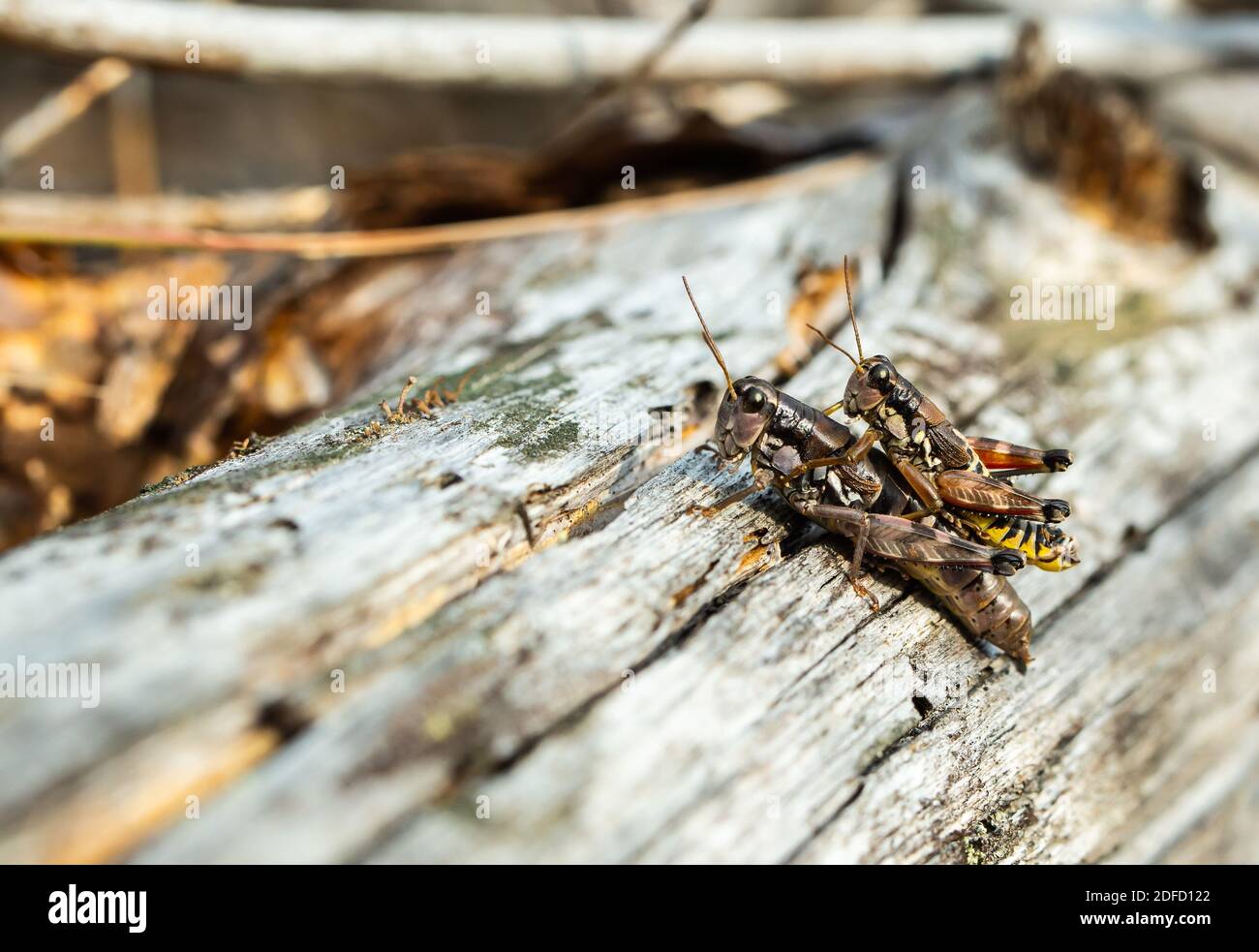 Pedestris hi-res stock photography and images - Alamy