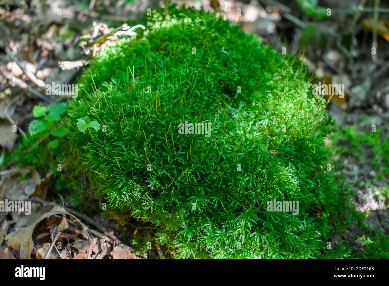 Thick bright moss in a summer forest Stock Photo - Alamy