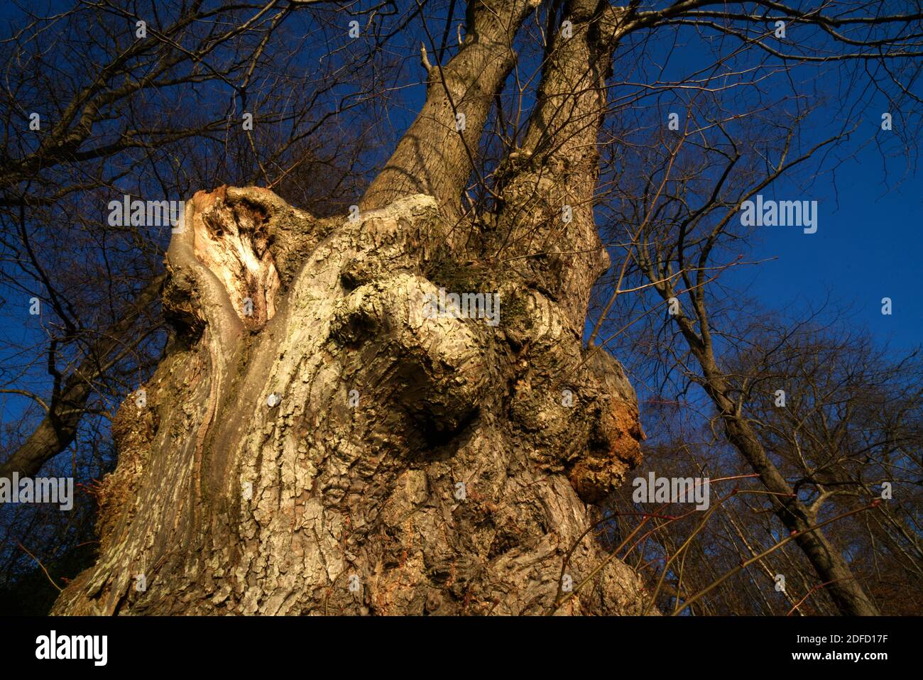Callendar Wood - Forestry and Land Scotland Stock Photo - Alamy