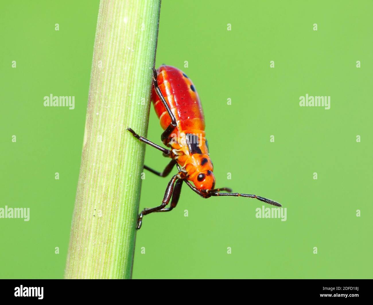Insect activity in daily life Stock Photo - Alamy