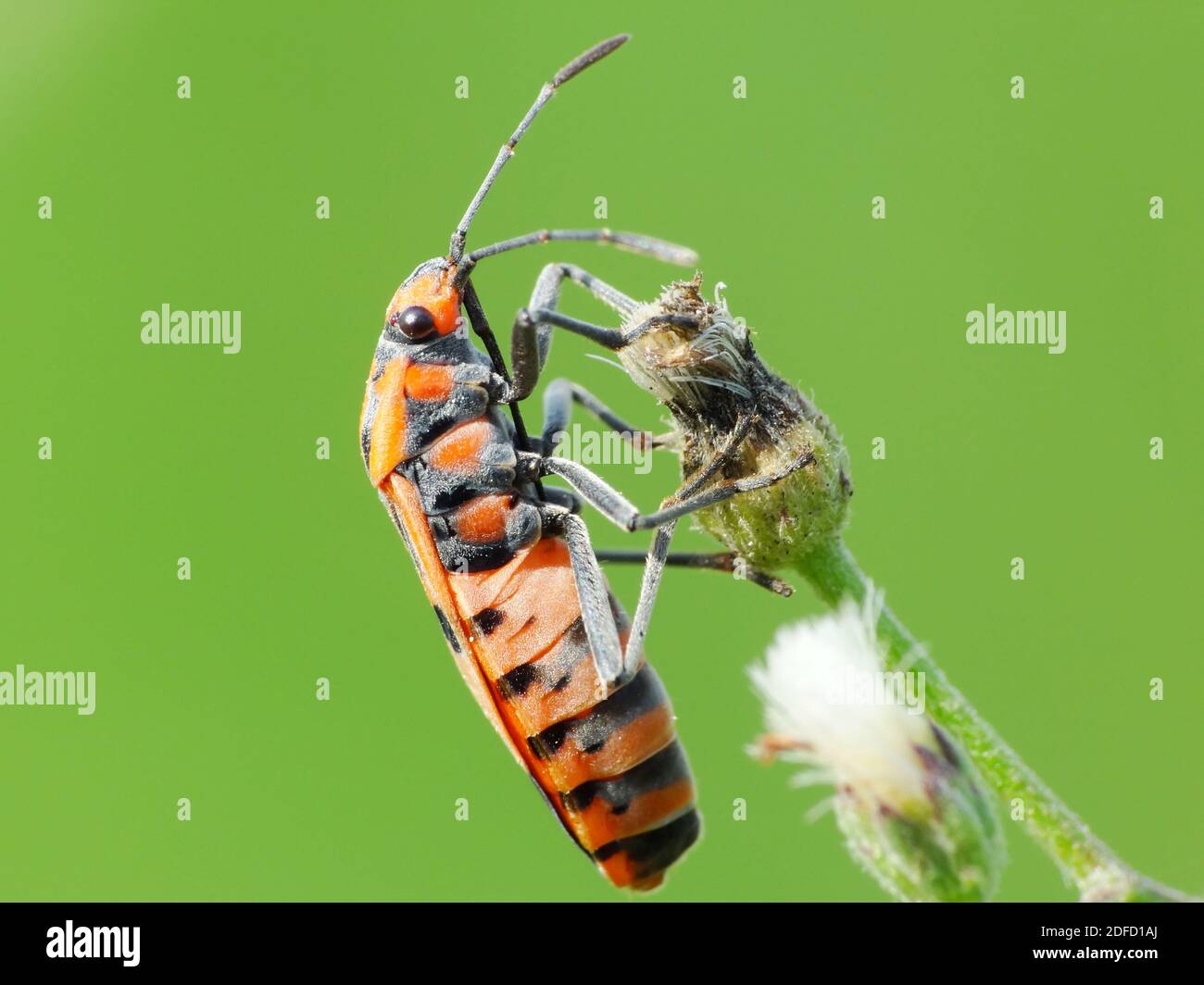 Insect activity in daily life Stock Photo - Alamy