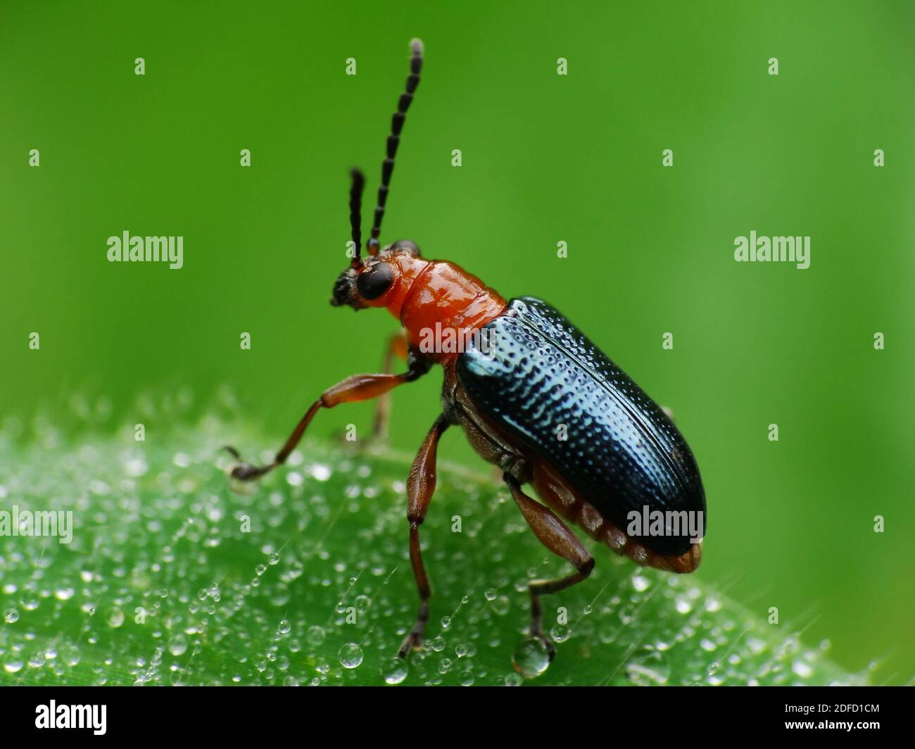 Insect activity in daily life Stock Photo - Alamy