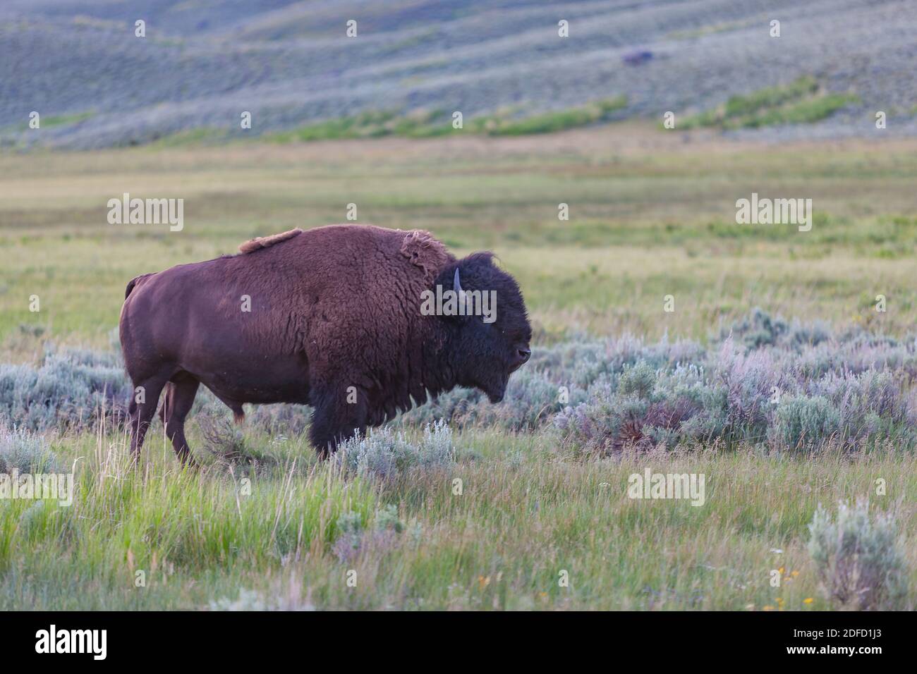 Large Bison Bull posing in the prairie of Yellowstone National Park ...