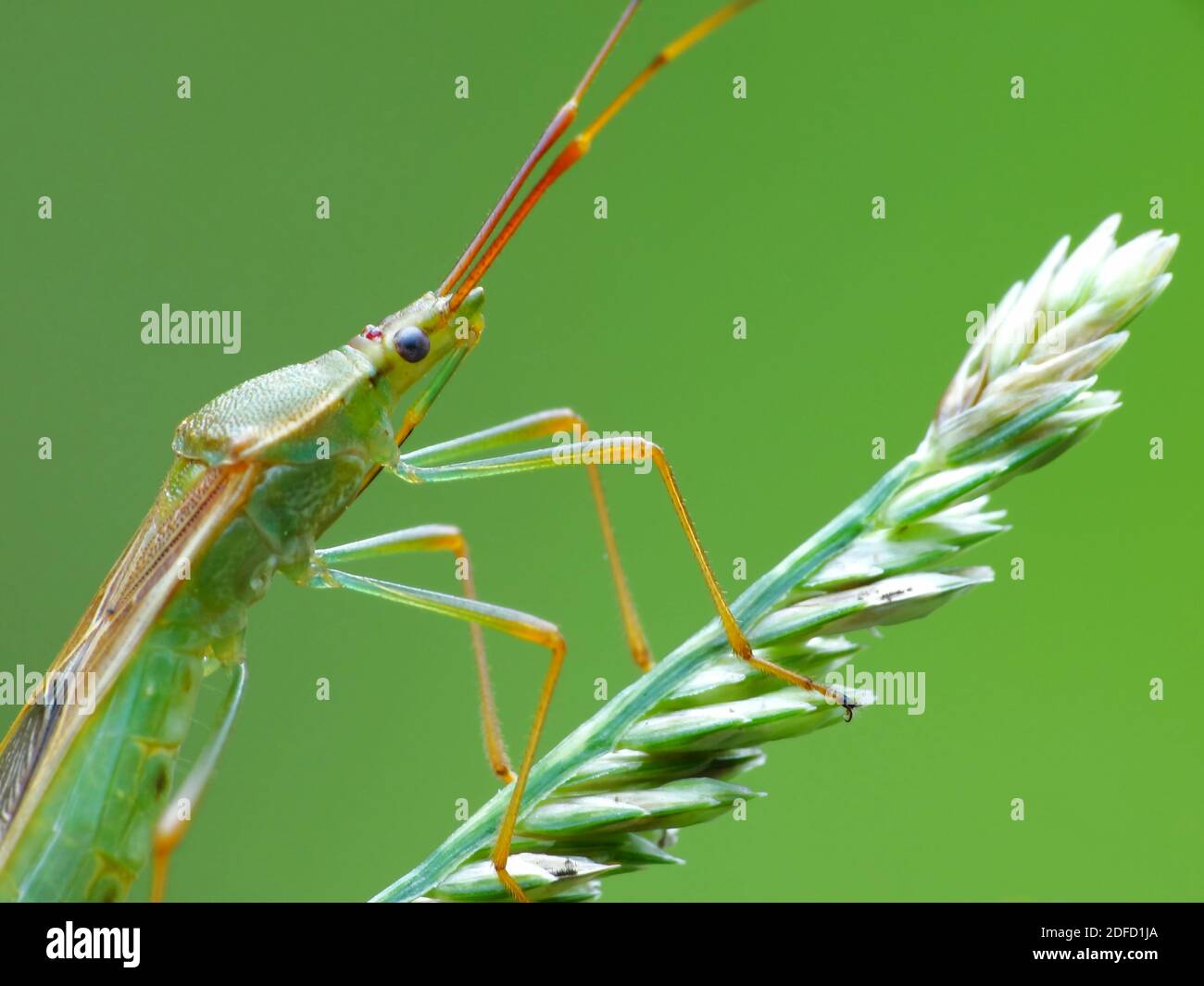 Insect activity in daily life Stock Photo - Alamy