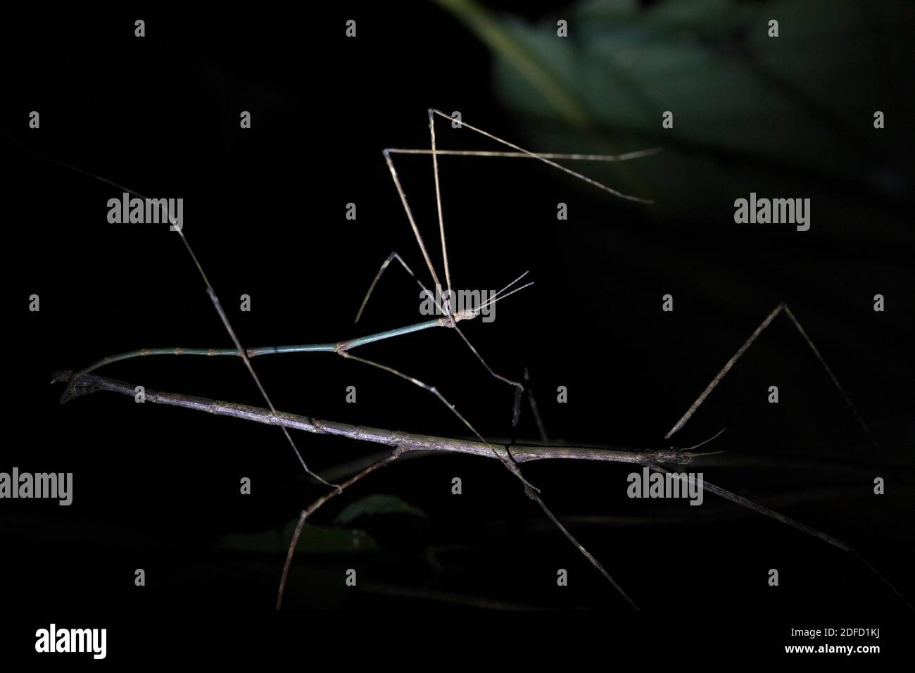 Insects of congo hi-res stock photography and images - Alamy