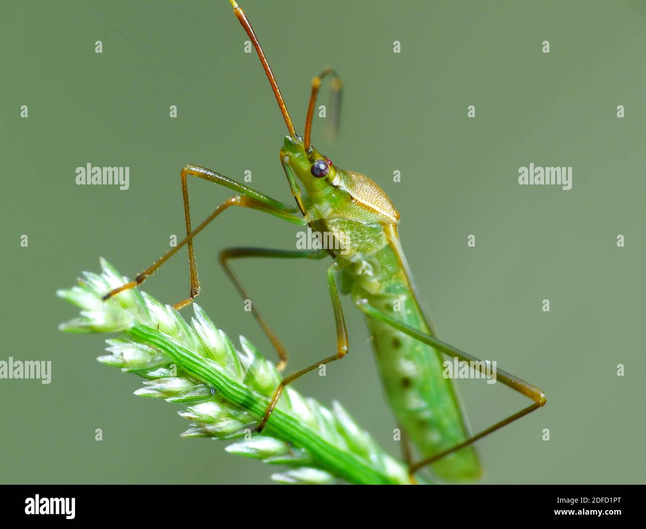 Insect activity in daily life Stock Photo - Alamy