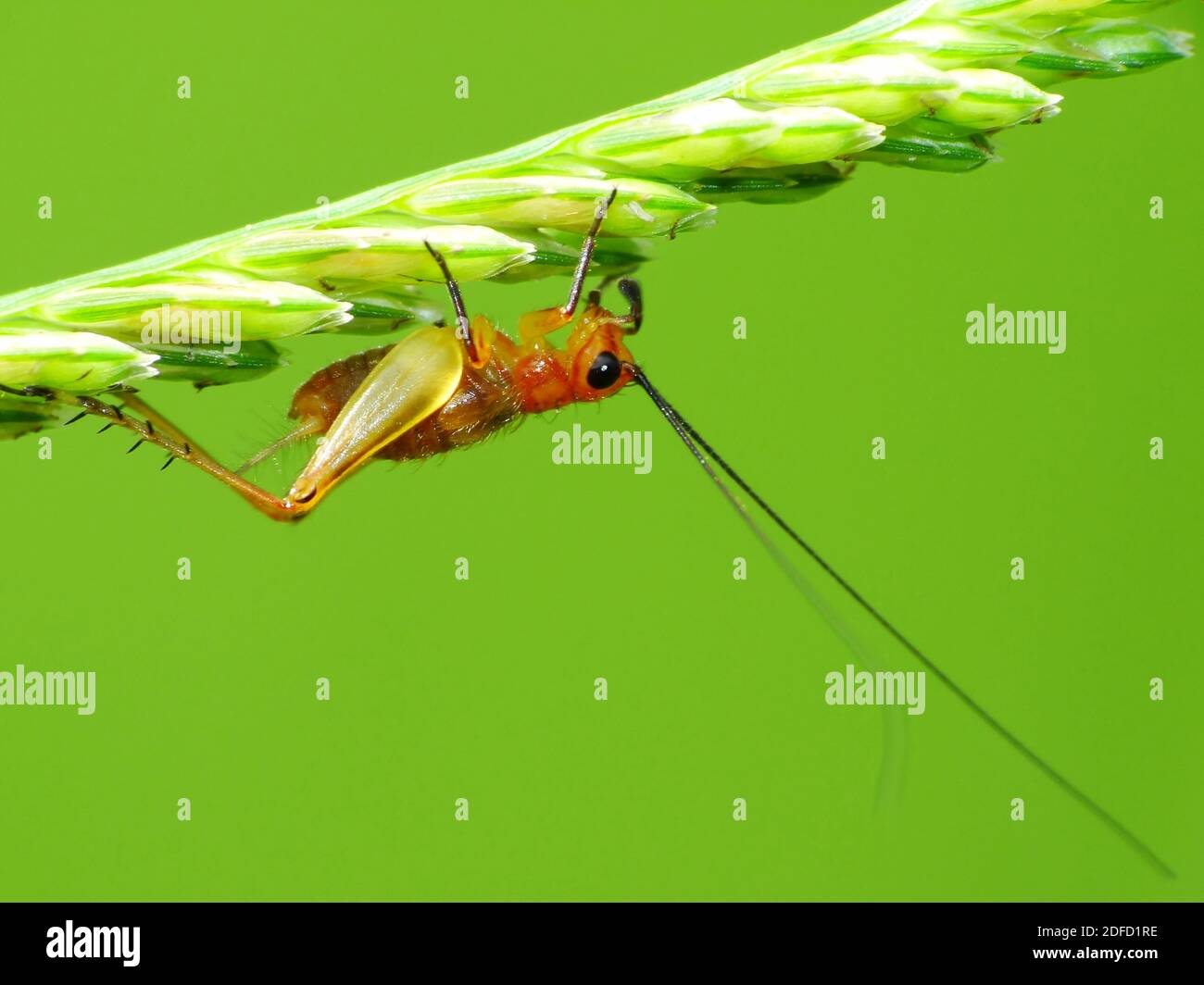 Insect activity in daily life Stock Photo - Alamy