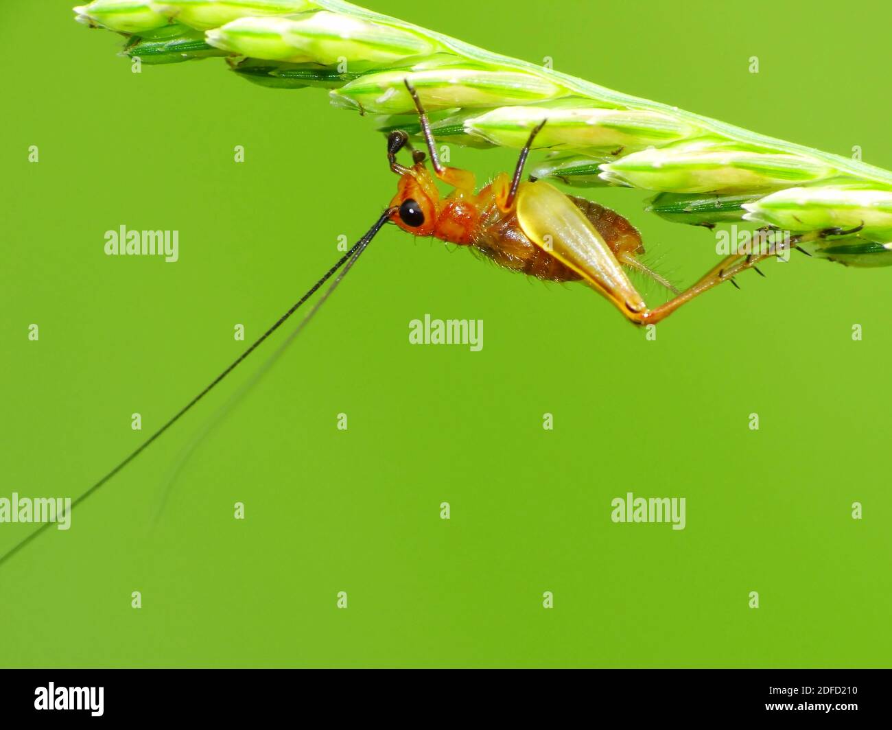 Insect activity in daily life Stock Photo - Alamy