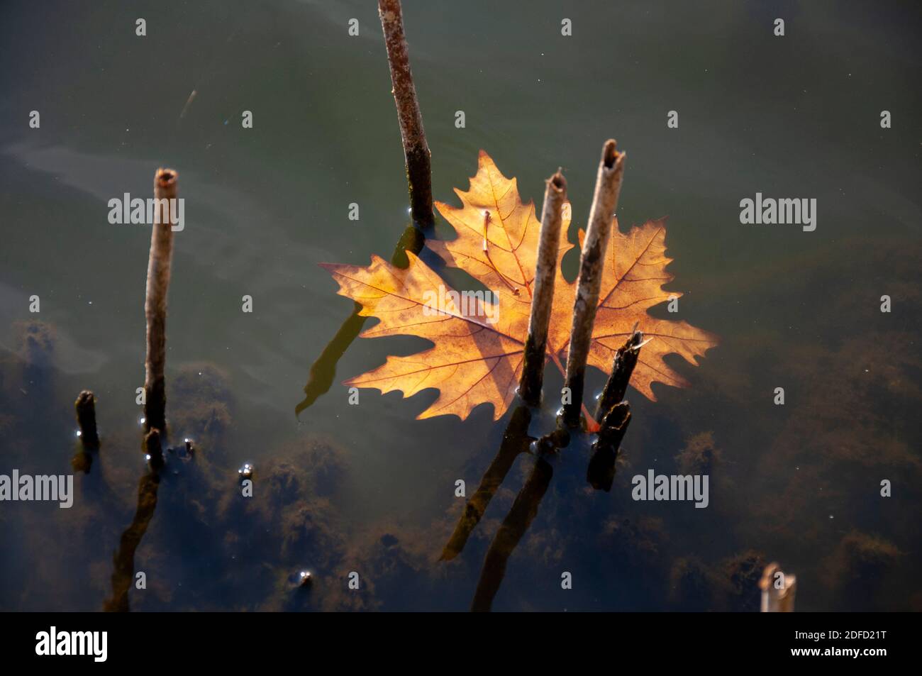 autumn maple leaf floats on the water surface Stock Photo - Alamy