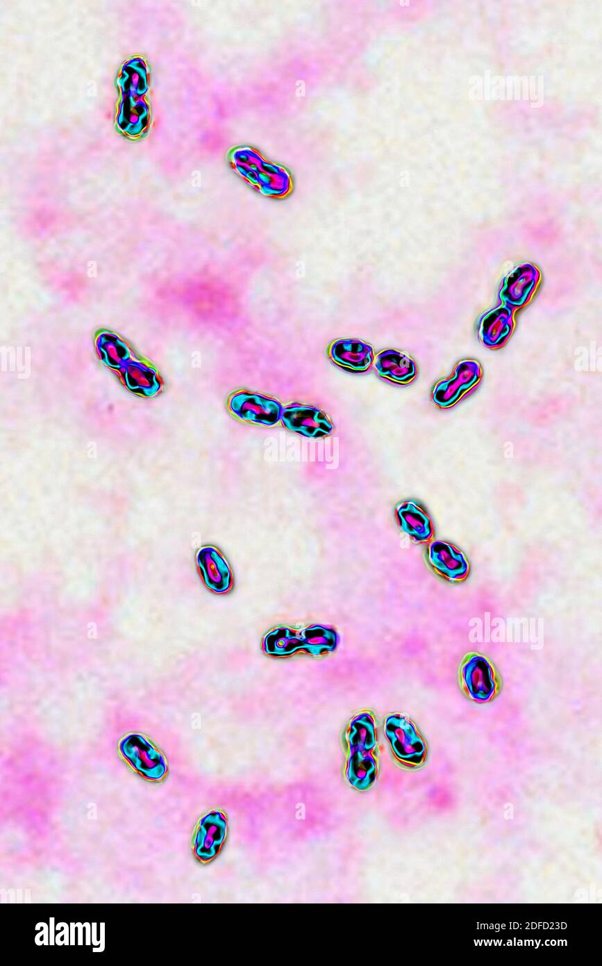 Pneumococcus bacteria hi-res stock photography and images - Alamy