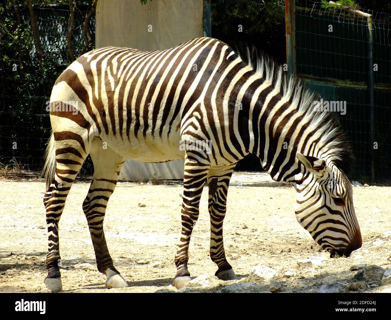 Zoo report hi-res stock photography and images - Alamy