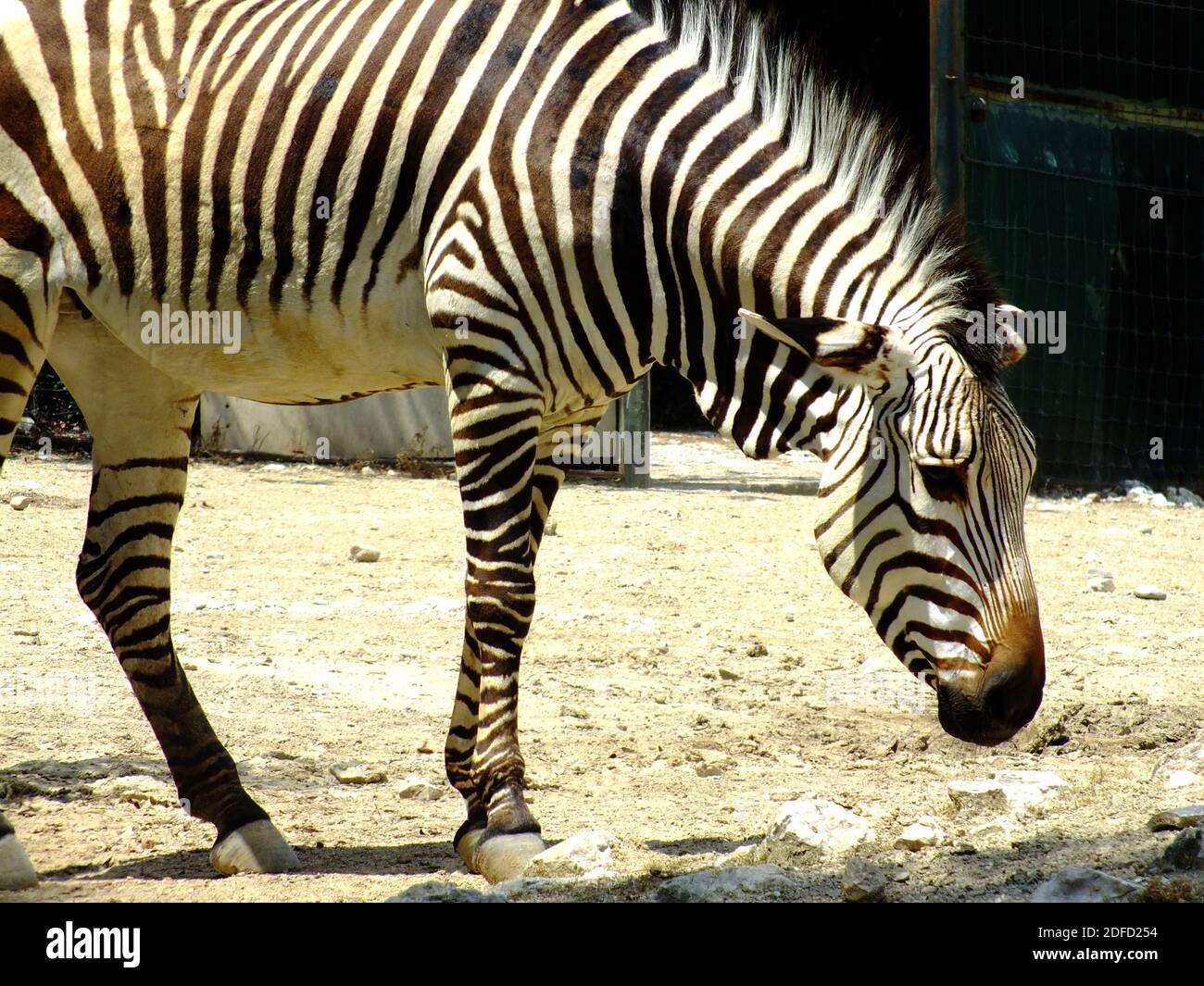 Zoo report hi-res stock photography and images - Alamy