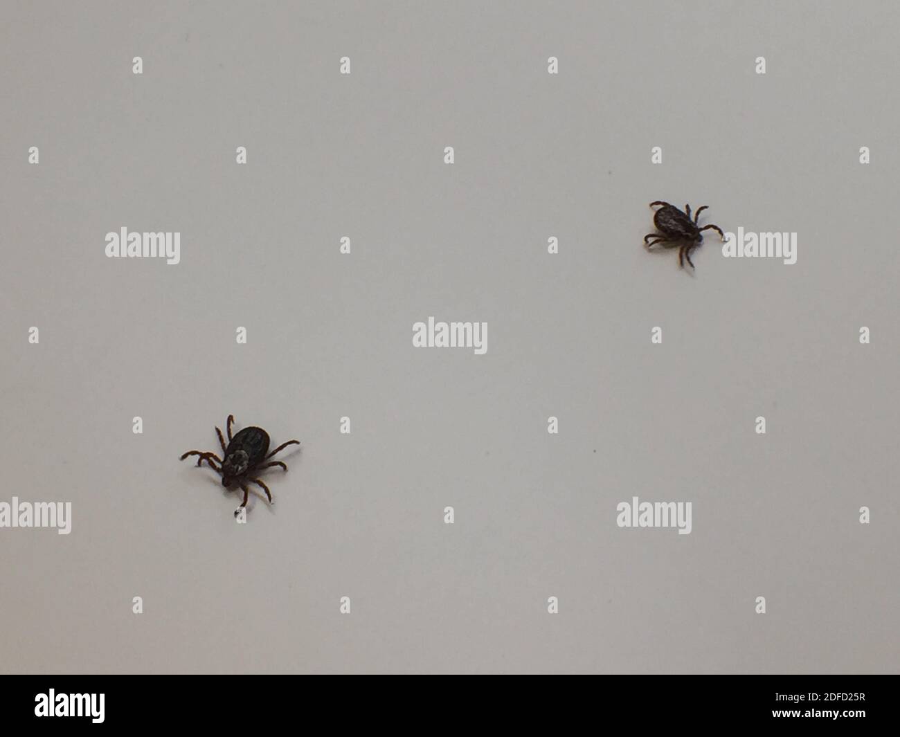 Male with mite hi-res stock photography and images - Alamy