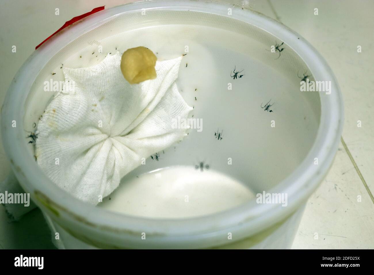 Sabethes cyaneus mosquitoes Stock Photo - Alamy