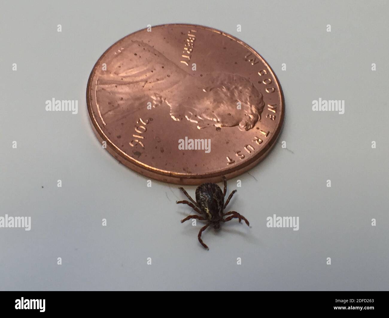 A male adult dog tick, or Dermacentor variabilis, crawls over a penny ...