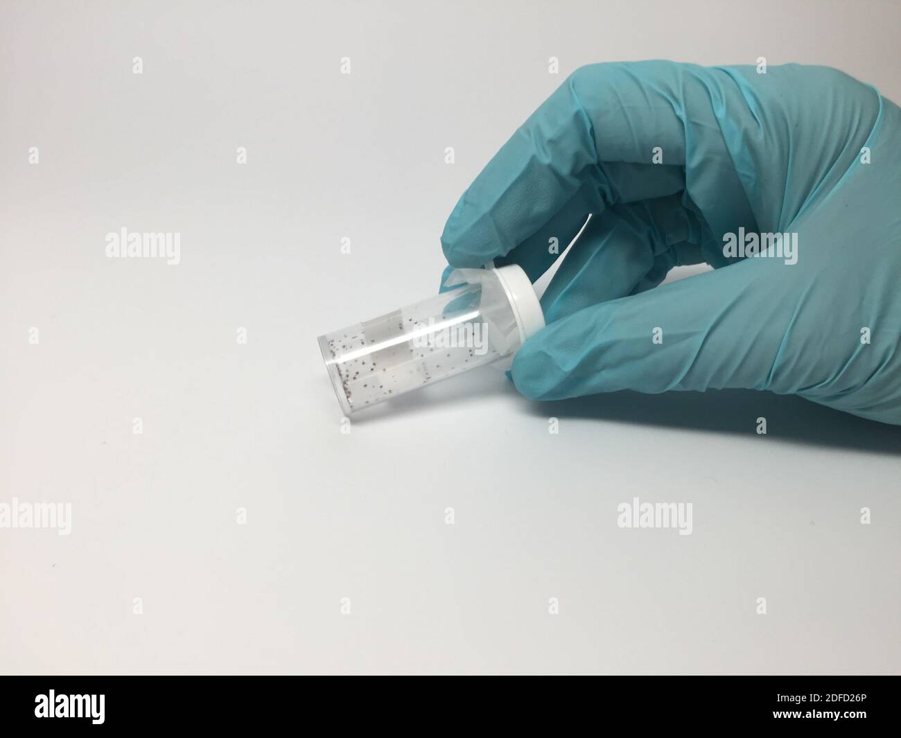 A gloved hand holds a vial of juvenile deer ticks, or Ixodes scapularis ...
