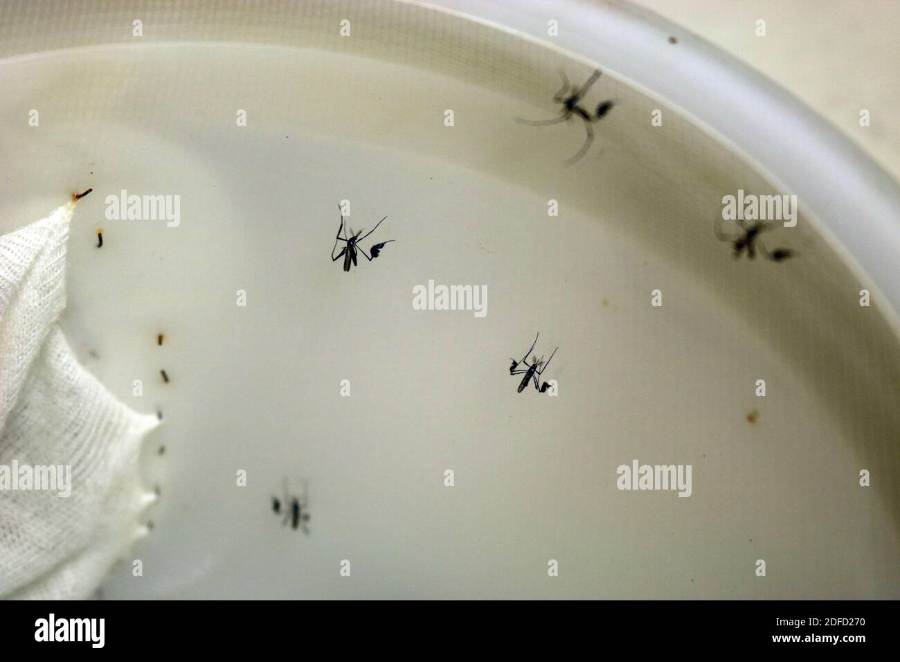 Sabethes cyaneus mosquitoes Stock Photo - Alamy