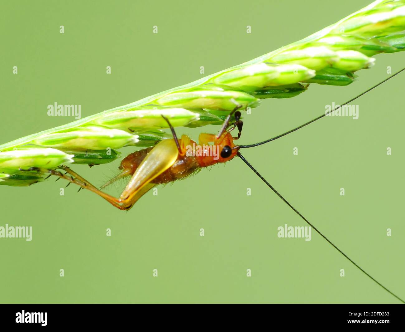 Insect activity in daily life Stock Photo - Alamy