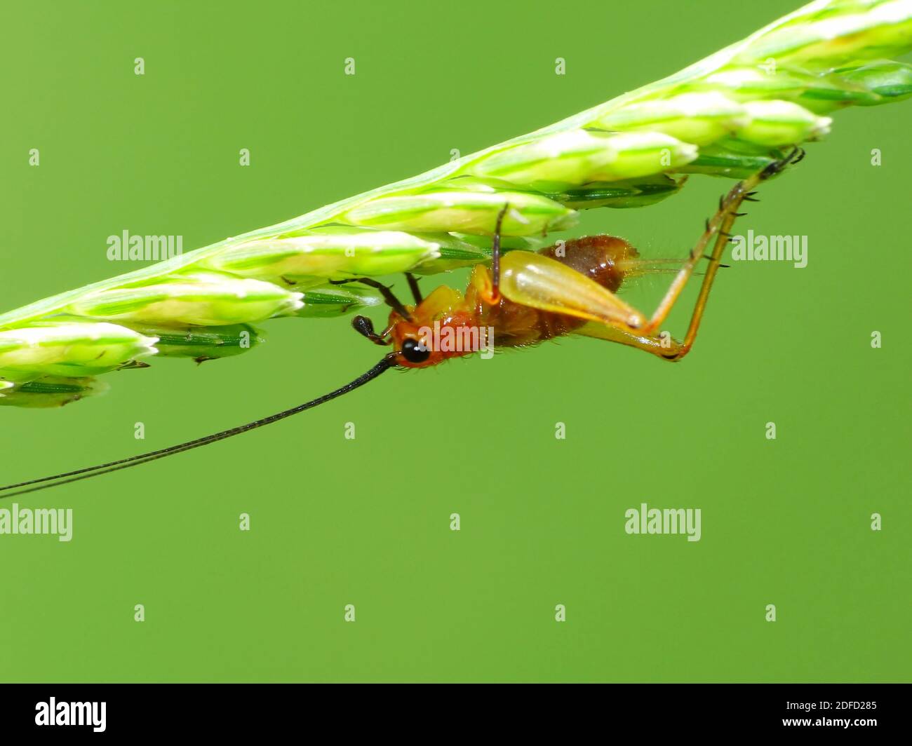 Insect activity in daily life Stock Photo - Alamy