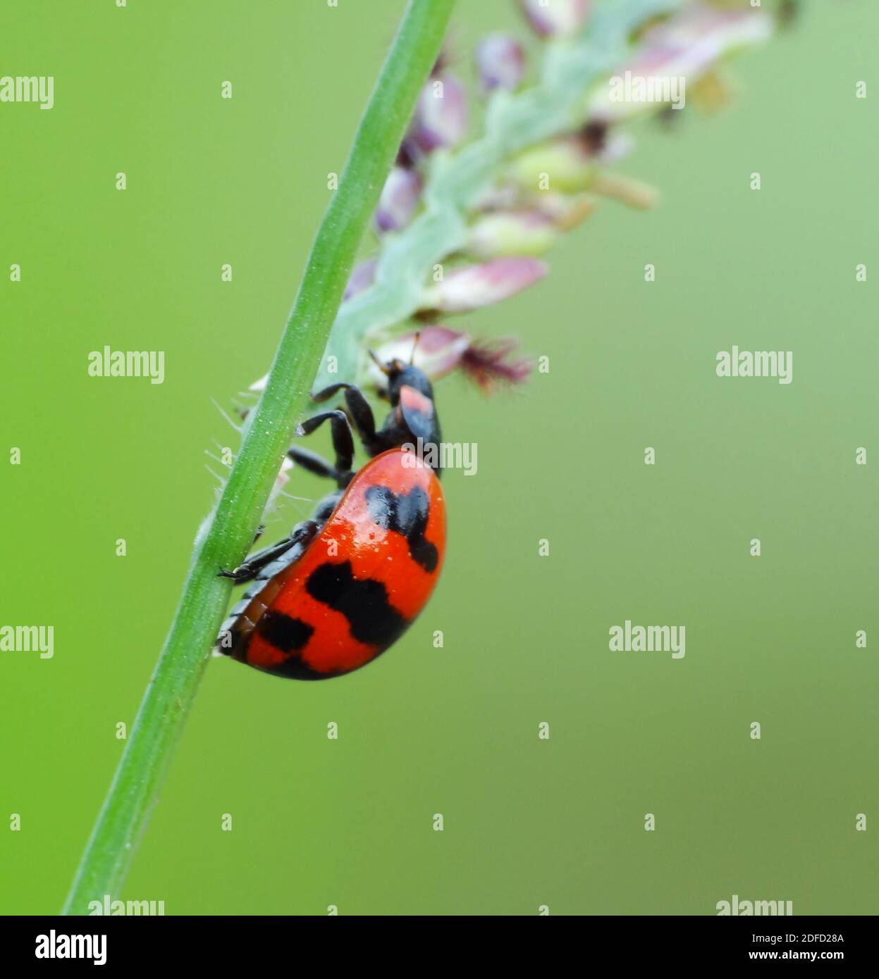Insect activity in daily life Stock Photo - Alamy