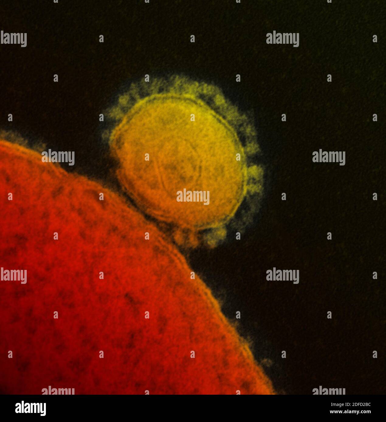 Mers hi-res stock photography and images - Alamy