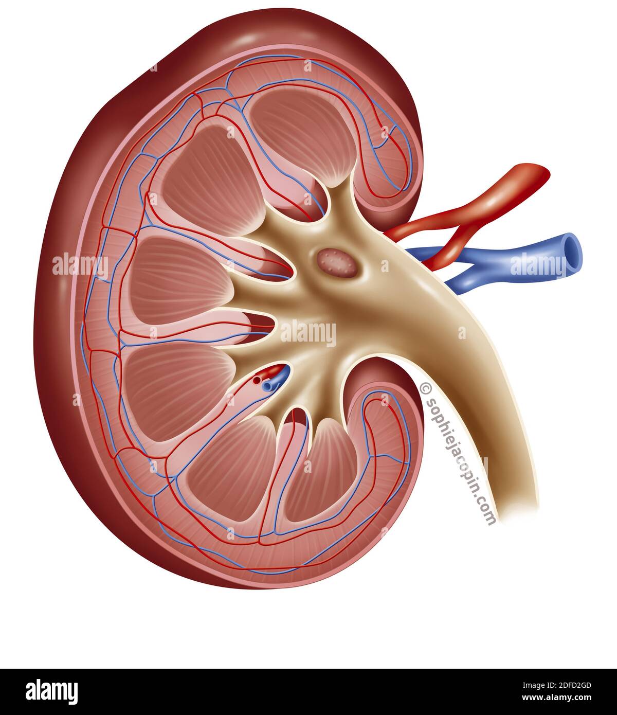 Structure of an artery hi-res stock photography and images - Alamy