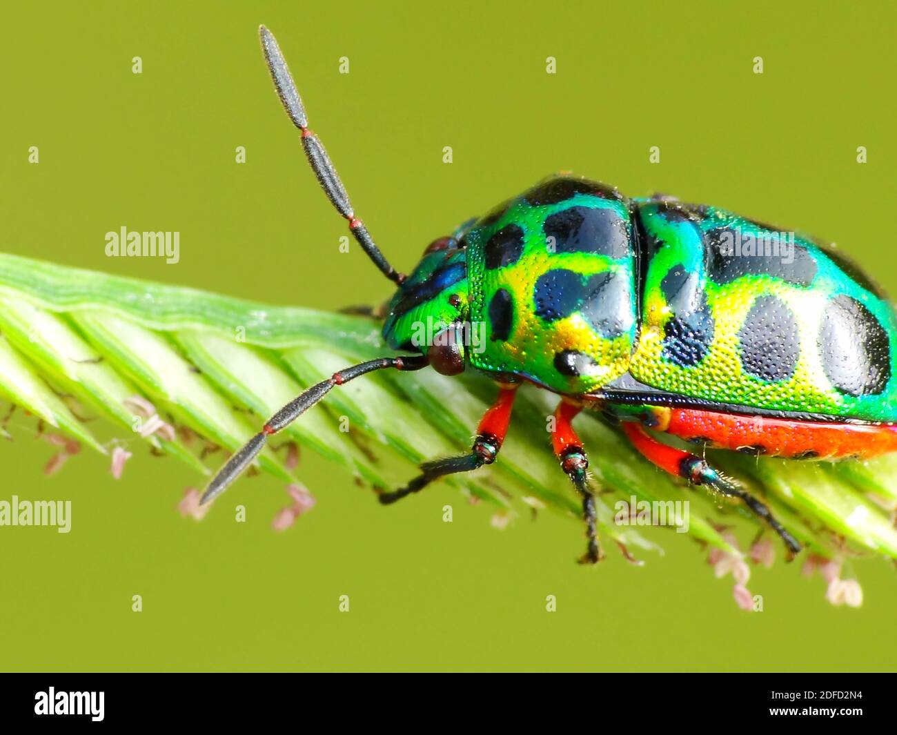 Insect activity in daily life Stock Photo - Alamy