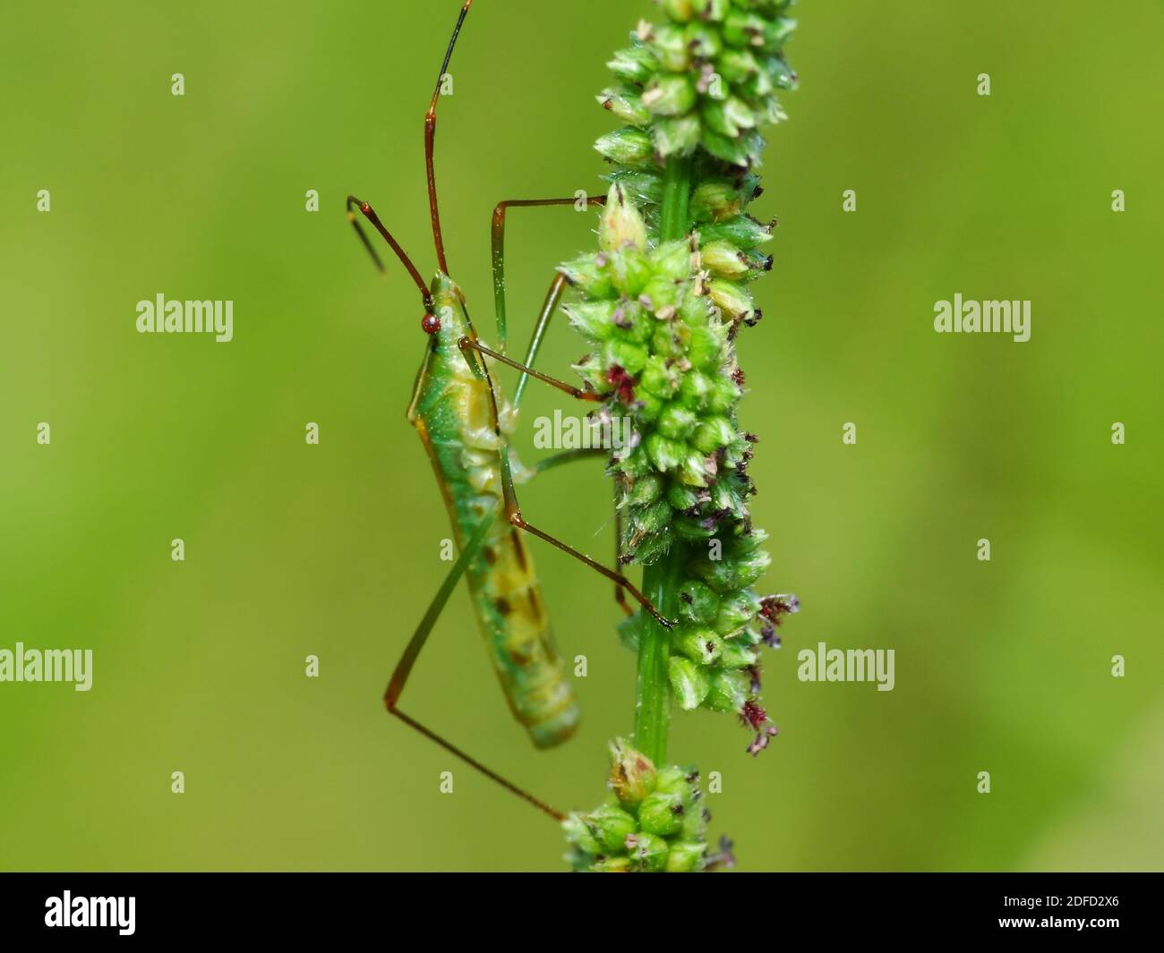 Insect activity in daily life Stock Photo - Alamy