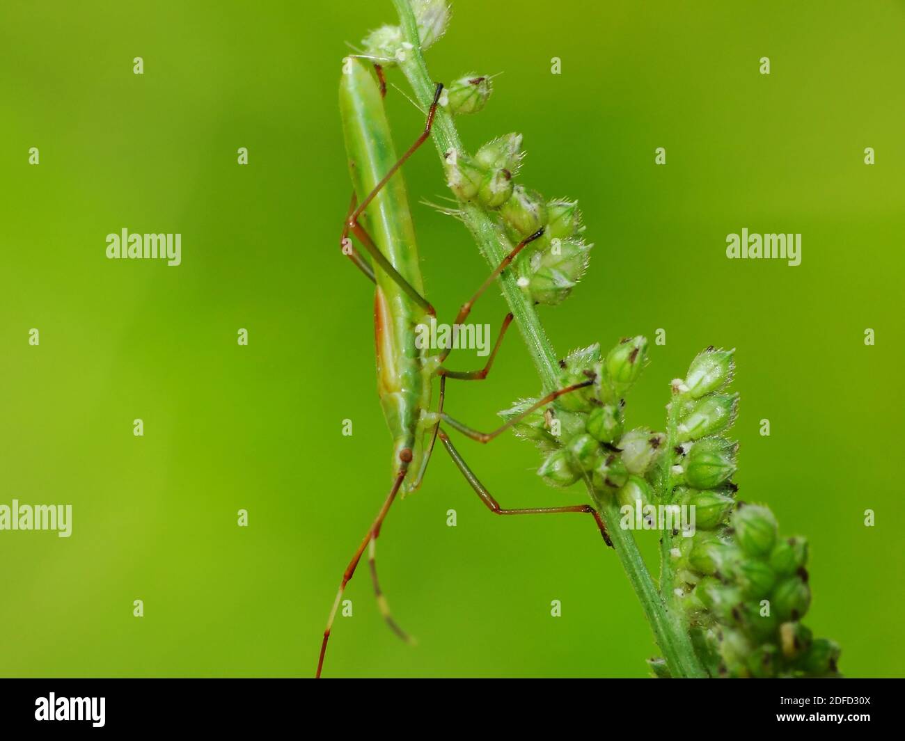 Insect activity in daily life Stock Photo - Alamy