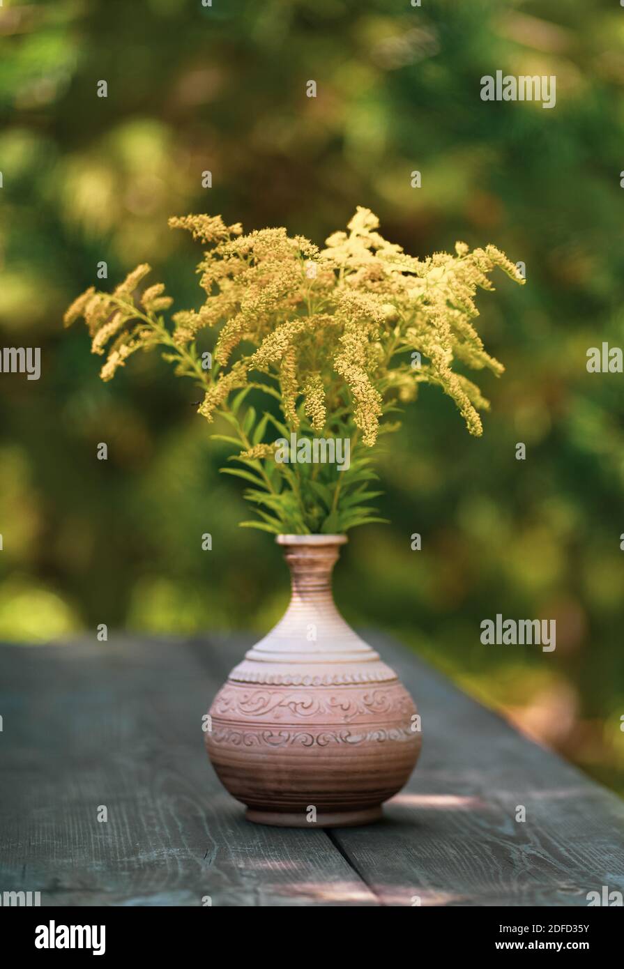 Solidago - Wild flowers, also called goldenrods in the aster family ...