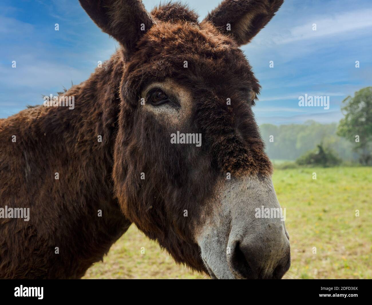 Portrait of a donkey close up, blue sky background Stock Photo - Alamy