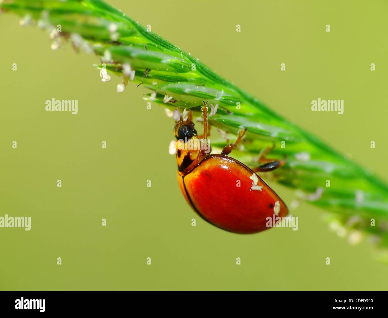Insect activity in daily life Stock Photo - Alamy